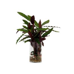 Tchibo - Water Plant &raquo;Calathea Rufibarba&laquo; - gr&uuml;n