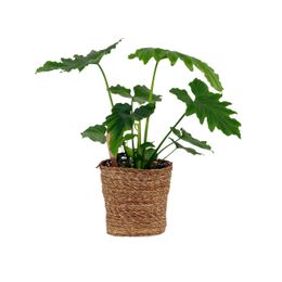 Tchibo - Zimmerpflanze &raquo;Philodendron Shangri La&laquo; im 17-cm-Topf - gr&uuml;n
