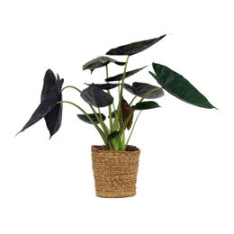 Zimmerpflanze Alocasia &raquo;Yucatan Princess&laquo; im 19-cm-Topf - gr&uuml;n