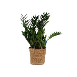 Tchibo - Zimmerpflanze Zamioculcas &raquo;Gl&uuml;cksfeder&laquo; im 17-cm-Topf - gr&uuml;n