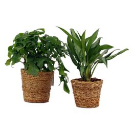 Tchibo - 2 Zimmerpflanzen &raquo;Monstera Minima&laquo; und &raquo;Aglaonema Jubilee&laquo; &ndash; jeweils im Topf - gr&uuml;n