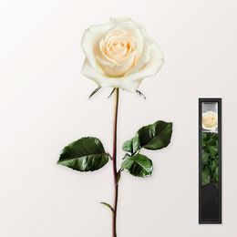 Wei&szlig;e haltbare Rose mit Stiel