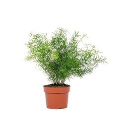 MeinVIPShop Asparagus densiflorus 'Sprengeri' Zimmerpflanze | Gr.: onesize