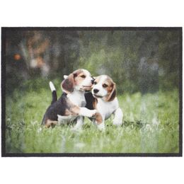 toom Sauberlaufmatte 'Beagle Dogs' mehrfarbig 39 x 58 cm