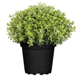 Oregano 14 cm Topf