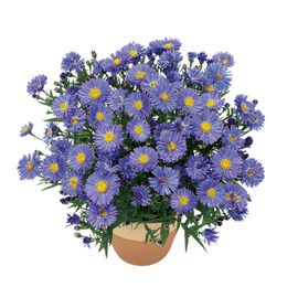 Kissen-Aster 'Sapphire' - Aster 'Sapphire' Lieferform: Im Topf