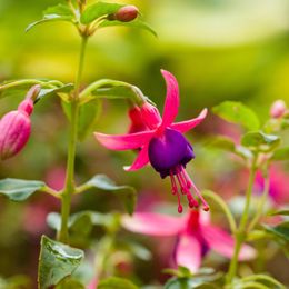 Winterharte Garten-Fuchsie 'Tom Thumb' C3 Lieferform: Im 3 Liter Topf