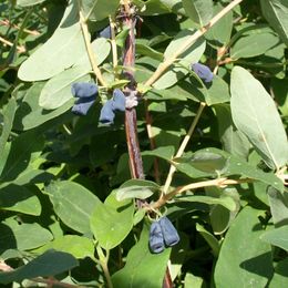 Sibirische Blaubeere 'Blue Velvet' 3 Liter Container, 30-40 cm Liefergr&ouml;&szlig;e: 30-40 cm
