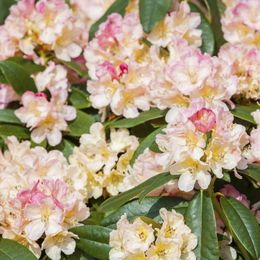 Rhododendron 'Percy Wiseman'* Easydendron Liefergr&ouml;&szlig;e: 30-40 cm