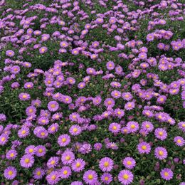 Kissen-Aster 'Blue Lapis' Lieferform: Im 3 Liter Topf