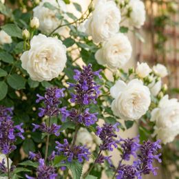 Gro&szlig;bl&uuml;tige Katzenminze 'Neptune' Lieferform: Im 3 Liter Topf