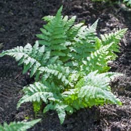 T&uuml;pfelfarn Lieferform: Im 0,5 Liter Topf