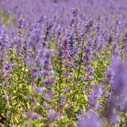 Katzenminze 'Superba' Lieferform: Im 0,5 Liter Topf