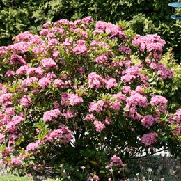 Lorbeerrose 'Rubra' Liefergr&ouml;&szlig;e: 20 - 30 cm