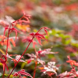 F&auml;cherahorn 'Beni-Maiko' C3 40 - 50 cm Liefergr&ouml;&szlig;e: 40-50 cm