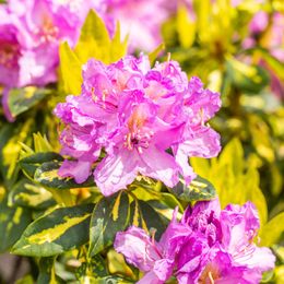 Rhododendron 'Goldflimmer' Liefergr&ouml;&szlig;e: 30 - 40 cm