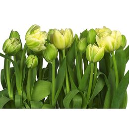 Komar Fototapete "Papier Fototapete - Tulips - Gr&ouml;&szlig;e 368 x 254 cm", B/L: 3,68m, Rollen: 1, gr&uuml;n, Schlafzimmer, Tapeten