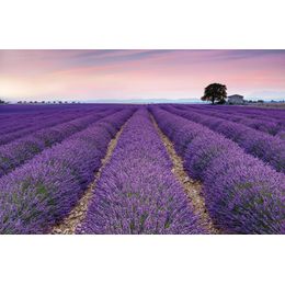 Komar Fototapete "Vlies Fototapete - Provence - Gr&ouml;&szlig;e 400 x 260 cm", B/L: 400m, Rollen: 1, lila, Schlafzimmer, Tapeten