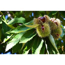 Esskastanie Castanea sativa 180 cm Kastanie Kastanienbaum Pflanze winterhart