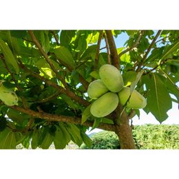 Indianerbanane 180 cm Asimina triloba Sunflower Papau Pawpaw, winterhart