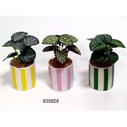 SONSTIGE Kunstpflanze STRIPES