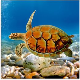 Artland Glasbild &raquo;Schildkr&ouml;te&laquo; Wassertiere 1 Stk. tlg. in verschiedenen Gr&ouml;&szlig;en blau