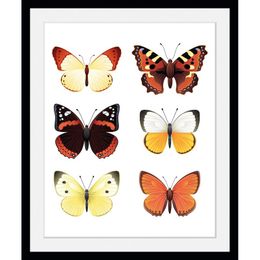 queence Bild &raquo;Elina&laquo; Insekten Kunst Schmetterlinge historische Ereignisse 1 Stk. tlg. HD Premium Poster-Druck inkl. Holzrahmen bunt Acrylglas, Holz, 