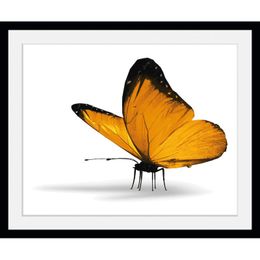 queence Bild &raquo;Maria 1.0&laquo; Insekten Kunst Schmetterlinge historische Ereignisse 1 Stk. tlg. HD Premium Poster-Druck inkl. Holzrahmen gelb Acrylglas, 