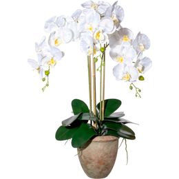 Creativ green Kunstorchidee &raquo;Orchidee Phalaenopsis&laquo; mit traumhaft sch&ouml;nen Bl&uuml;ten wei&szlig;