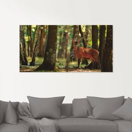 Artland Glasbild &raquo;Hirsch 4 - Wald&laquo; Wildtiere 1 Stk. tlg. in verschiedenen Gr&ouml;&szlig;en gr&uuml;n