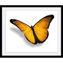 queence Bild &raquo;Maria 2.0&laquo; Insekten Kunst Schmetterlinge 1 Stk. tlg. HD Premium Poster-Druck inkl. Holzrahmen gelb Acrylglas, Holz, Papier