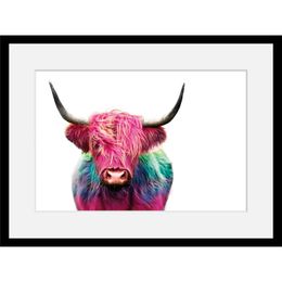 queence Bild &raquo;Yak&laquo; Foto Kuh Kuhbilder Kunst HD Premium Poster-Druck inkl. Holzrahmen bunt Acrylglas, Holz, Papier