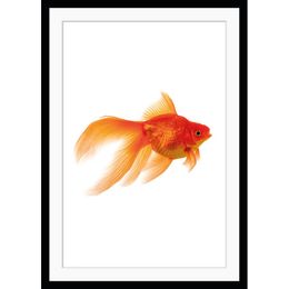 queence Bild &raquo;Goldi&laquo; Fisch & Meeresfr&uuml;chte Humor Kunst HD Premium Poster-Druck inkl. Holzrahmen rosa Acrylglas, Holz, Papier