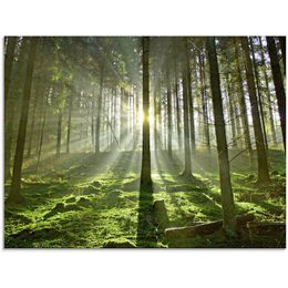 Artland Glasbild &raquo;Wald im Gegenlicht&laquo; Wald 1 Stk. tlg. in verschiedenen Gr&ouml;&szlig;en gr&uuml;n Glas