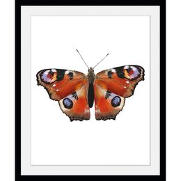 queence Bild &raquo;Lena&laquo; Insekten Kunst Schmetterlinge historische Ereignisse 1 Stk. tlg. HD Premium Poster-Druck inkl. Holzrahmen orange Acrylglas, Holz, 