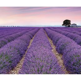 Komar Fototapete &raquo;Digitaldruck Vlies - Provence - Gr&ouml;&szlig;e 300 x 250 cm&laquo; bedruckt glatt Wohnzimmer, Schlafzimmer lila Vlies