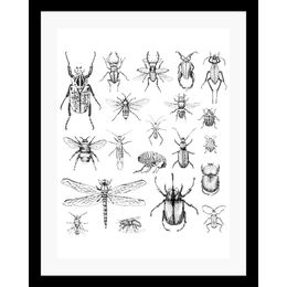 queence Bild &raquo;K&auml;fer&laquo; Insekten Kunst Schwarz-Wei&szlig; Tiere HD Premium Poster-Druck inkl. Holzrahmen schwarz Acrylglas, Holz, Papier