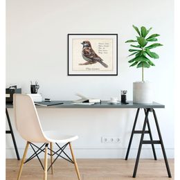 queence Bild &raquo;Passer domesticus&laquo; Kunst Spr&uuml;che & Texte Vogelbilder V&ouml;gel historische Ereignisse 1 Stk. tlg. HD Premium Poster-Druck inkl. Holzrahmen 