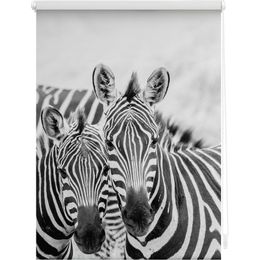 LICHTBLICK ORIGINAL Seitenzugrollo &raquo;Klemmfix Motiv Zebra&laquo; Lichtschutz ohne Bohren freih&auml;ngend bedruckt schwarz Polyester