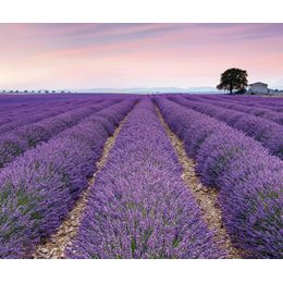Fototapete Komar "Digitaldruck Vlies - Provence - Gr&ouml;&szlig;e 300 x 250 cm", lila, B:3m L:2,5m, Vlies, Tapeten, Fototapete, Wohnzimmer, Schlafzimmer