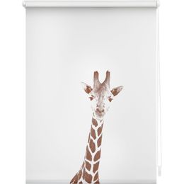 Seitenzugrollo LICHTBLICK ORIGINAL "Rollo Klemmfix, ohne Bohren, blickdicht, Giraffe - Braun", braun (braun, wei&szlig;), B:80cm H:150cm, Polyester, Rollos, Seitenzugrollo