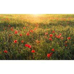 Vliestapete Komar "Digitaldruck Vlies - Poppy World - Gr&ouml;&szlig;e 450 x 280 cm", gr&uuml;n (gr&uuml;n, rot), B:450m L:280m, Vlies, Tapeten, Vliestapete, Wohnzimmer, Schlafzimmer