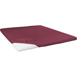 Spannbettlaken Primera "Elasthan-Feinjersey Topper", rot (bordeaux), 1 Stk., Jersey-Elasthan, 140-160x200-220 10cm, Jersey-Elasthan, Obermaterial: 95% Baumwolle, 5% Elasthan, Bettlaken, Spannbettlaken, Aus 95% gek&auml;mmter Baumwolle und 5% Elastan