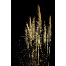 Acrylglasbild OTTO HOME "Pampas Gras - Acrylbilder mit Blattgold veredelt", gold (farbe bild(er): gold), B:60cm H:90cm, Acrylglas, Bilder, Acrylglasbild, Goldveredelung, Handgearbeitet, Gerahmt, Edel