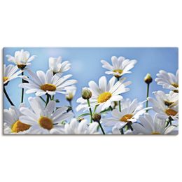 Leinwandbild Artland, B:100cm H:50cm, wei&szlig;, Wohnzimmer, Bilder, "Blumen - Margeriten", auf Holzrahmen gespannt