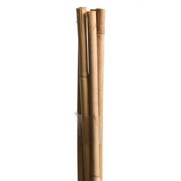 Windhager Tonkinst&auml;be Pflanzstab Bambus, 60 cm
