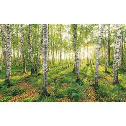 Vliestapete Komar "Digitaldruck Vlies - Birch Trees - Gr&ouml;&szlig;e 400 x 250 cm", gr&uuml;n, B:400m L:250m, Vlies, Tapeten, Vliestapete, Wohnzimmer, Schlafzimmer