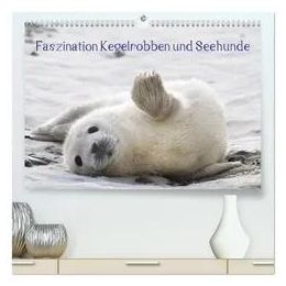 Calvendo Faszination Kegelrobben und Seehunde 2026 (hochwertiger Premium Wandkalender 2026 DIN A2 quer), Kunstdruck in Hochglanz