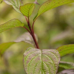 Schwarzholz-Hartriegel 'Kesselringii' C5 60 - 100 cm Liefergr&ouml;&szlig;e: 60 - 100 cm