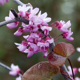 Kanadischer Judasbaum 'Forest Pansy' C3 40 - 60 cm Liefergr&ouml;&szlig;e: 40 - 60 cm